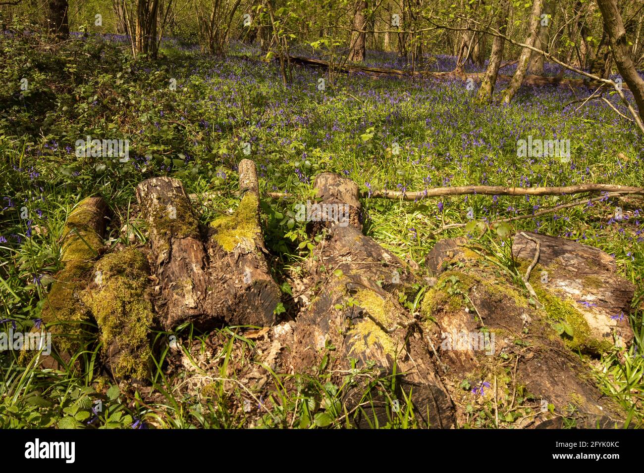 Spring English bluebells in the wider landscape under blue skies and ...