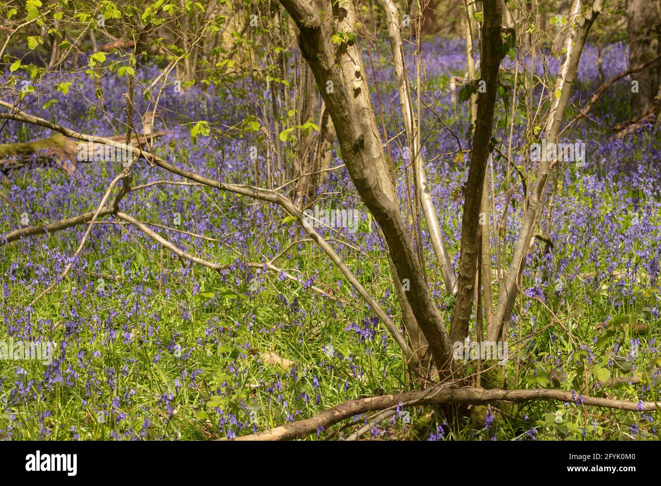 Spring English bluebells in the wider landscape under blue skies and ...