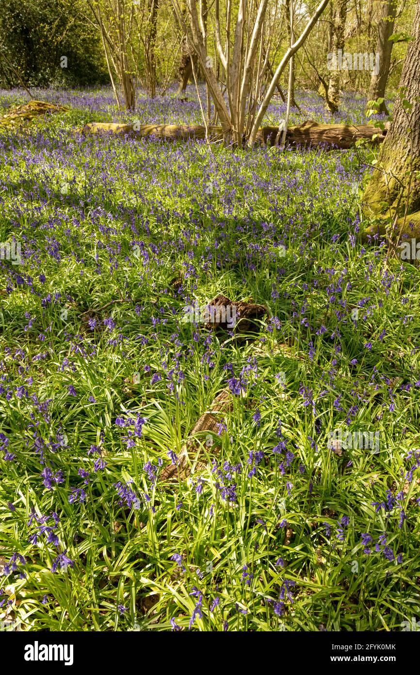 Spring English bluebells in the wider landscape under blue skies and ...