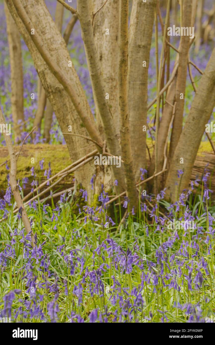 Spring English bluebells in the wider landscape under blue skies and ...