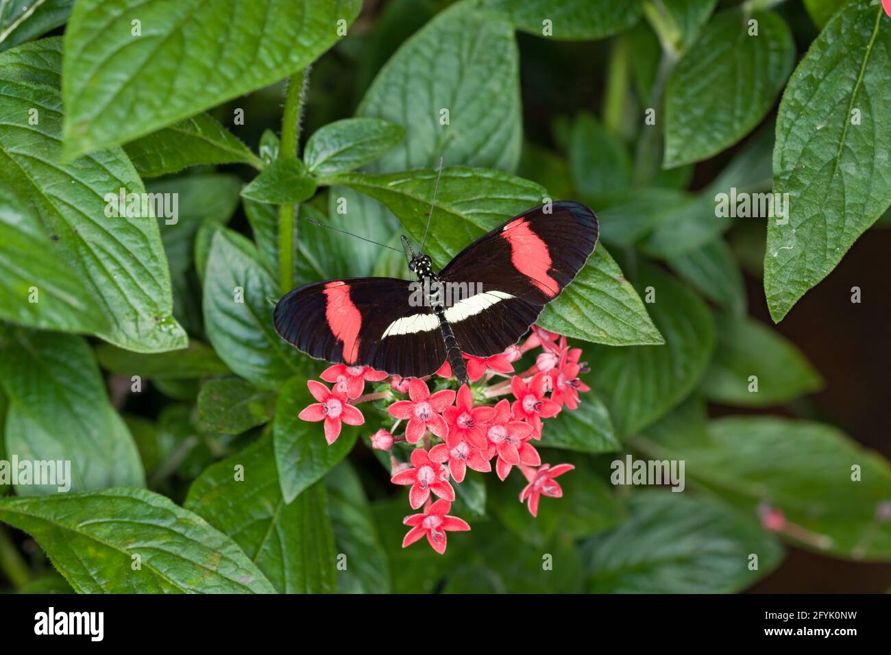 Heliconius erato small postman butterfly red passion flower butterfly ...