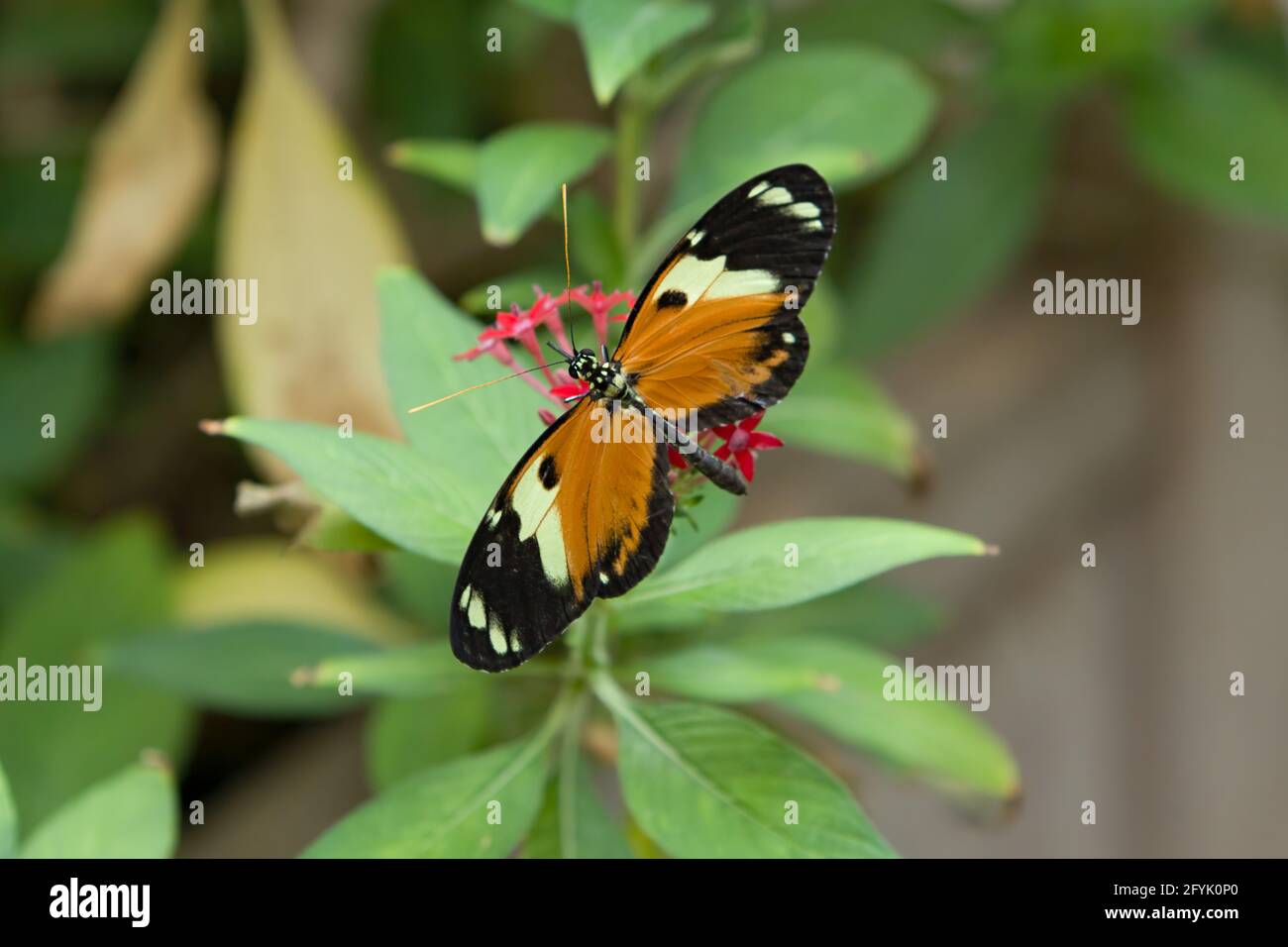 A subspecies of the Tiger Longwing Butterfly, Heliconius hecale ...