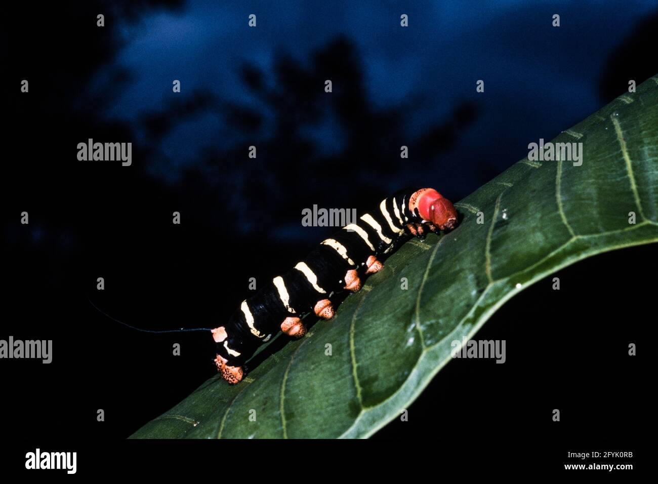 The caterpillar of the Giant Gray Sphinx Moth is called the Frangipani ...