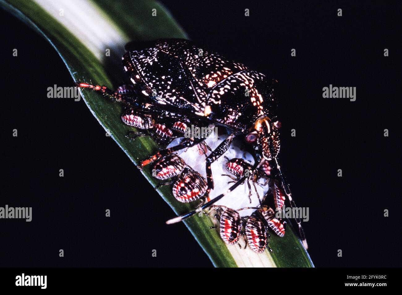 Antiteuchus tripterus hi-res stock photography and images - Alamy