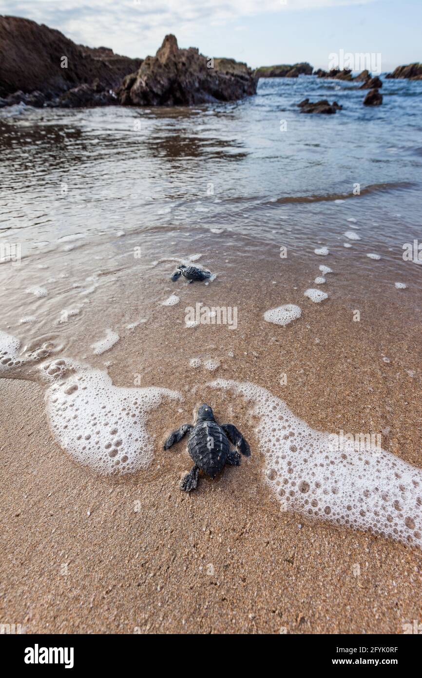 Two newly-hatched Olive Ridley Sea Turtles finally reach the ocean on a ...