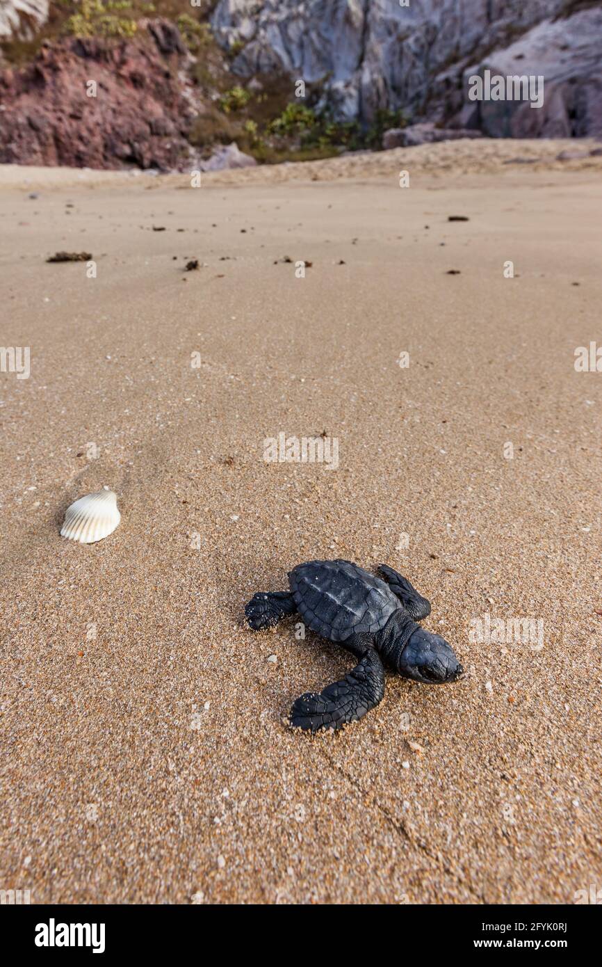 A newly-hatched Olive Ridley Sea Turtle struggles to reach the ocean on ...