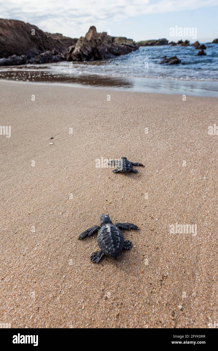 Two newly-hatched Olive Ridley Sea Turtles struggle to reach the ocean ...