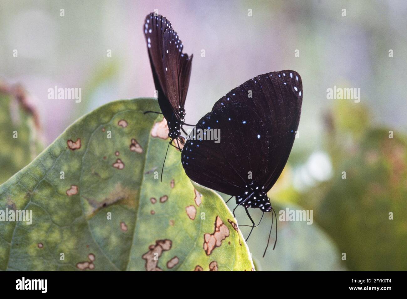 The Blue-banded Butterfly or Blue-banded King Crow Butterfly, Euploea ...