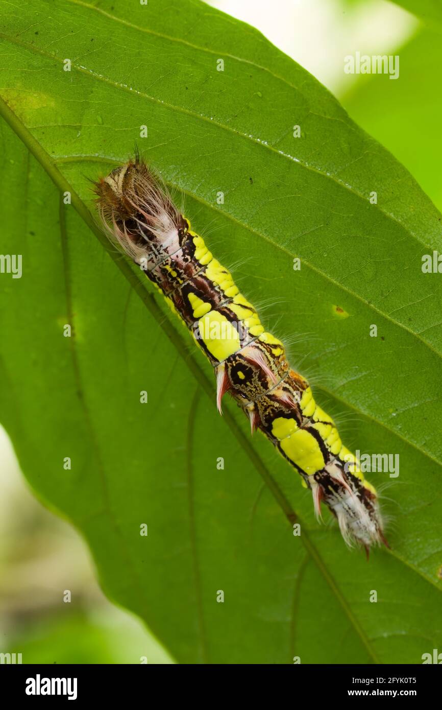 The caterpillar or larva of the Common Blue Morpho Butterfly, Morpho ...