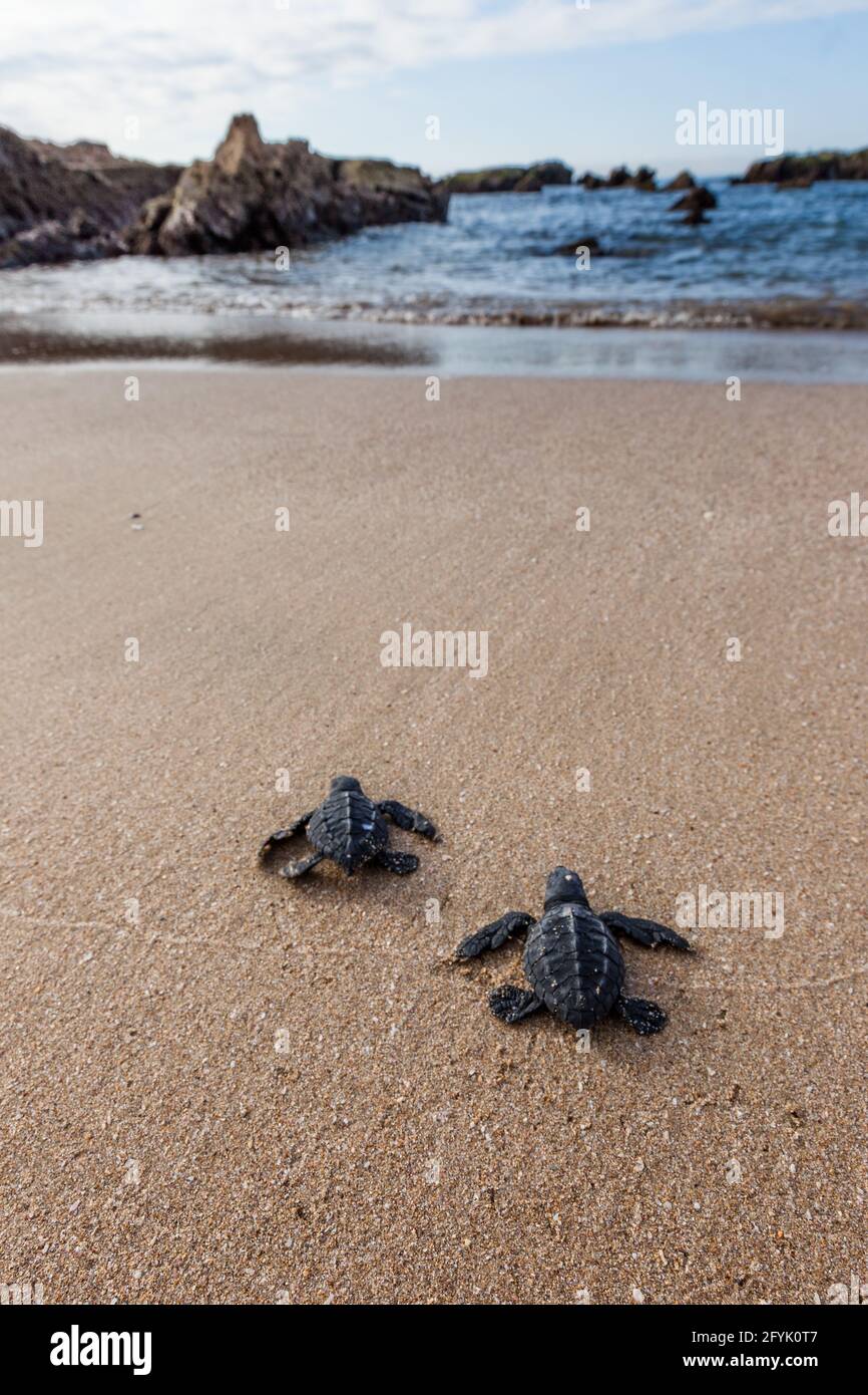 Two newly-hatched Olive Ridley Sea Turtles struggle to reach the ocean ...