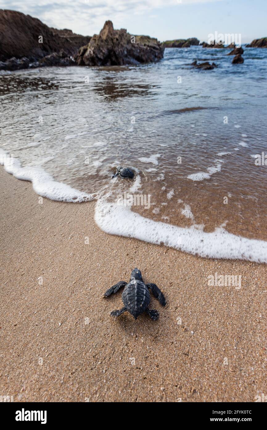 Two newly-hatched Olive Ridley Sea Turtles finally reach the ocean on a ...