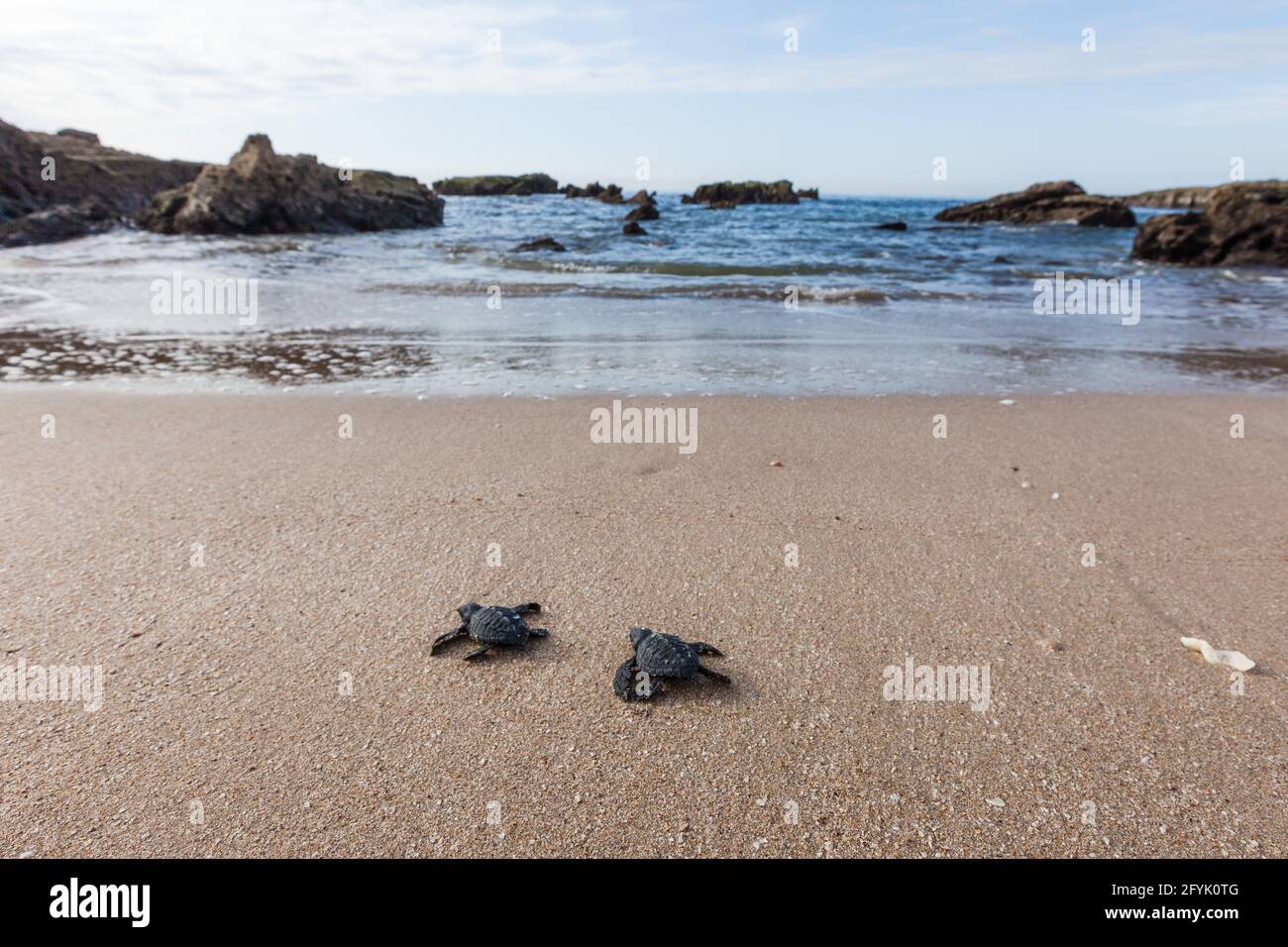 Two newly-hatched Olive Ridley Sea Turtles struggle to reach the ocean ...