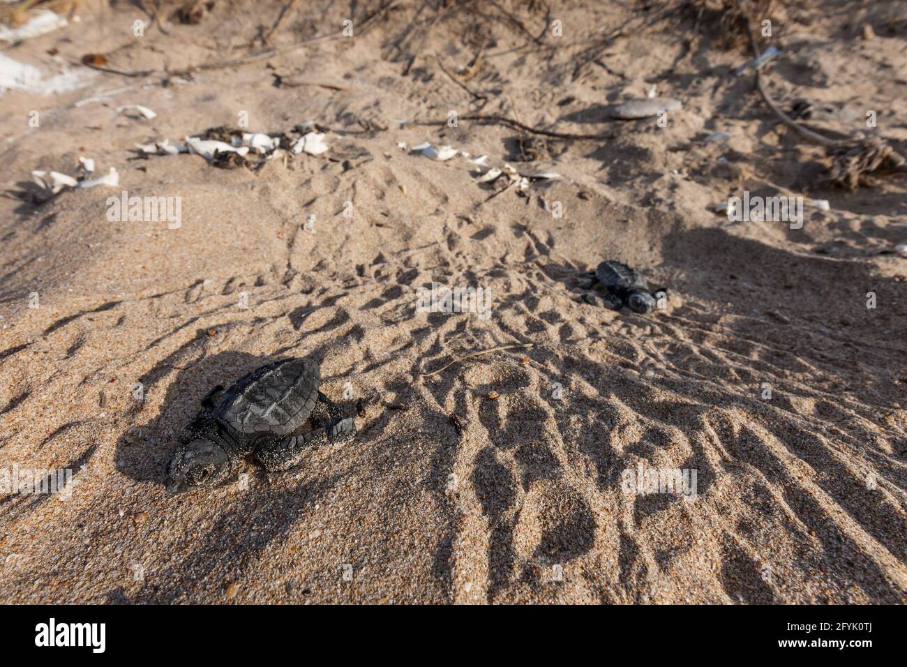 Leathery egg hi-res stock photography and images - Alamy