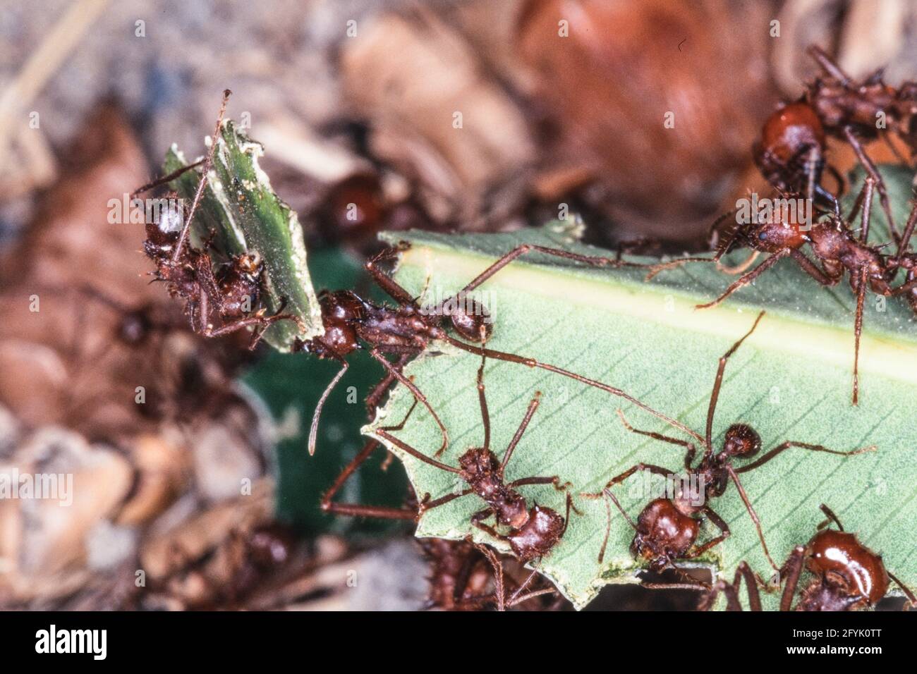 Leafcutter worker ants cutting up a leaf with their manibles to carry ...