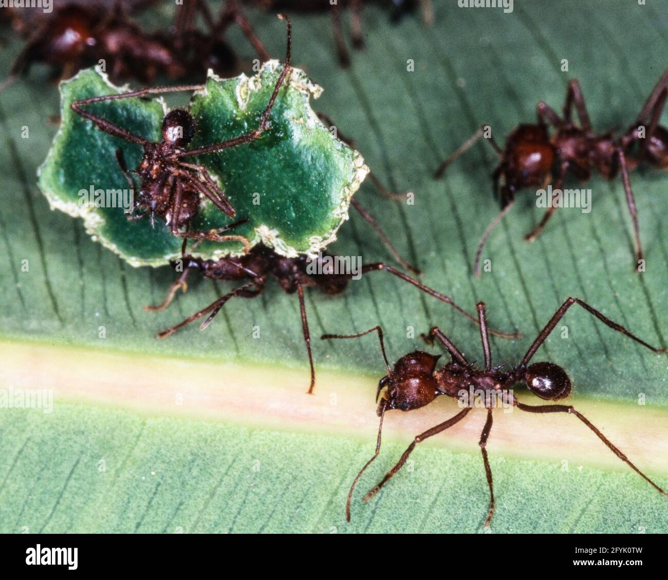 Leafcutter worker ants carry cut-up pieces of leaf back to their colony ...