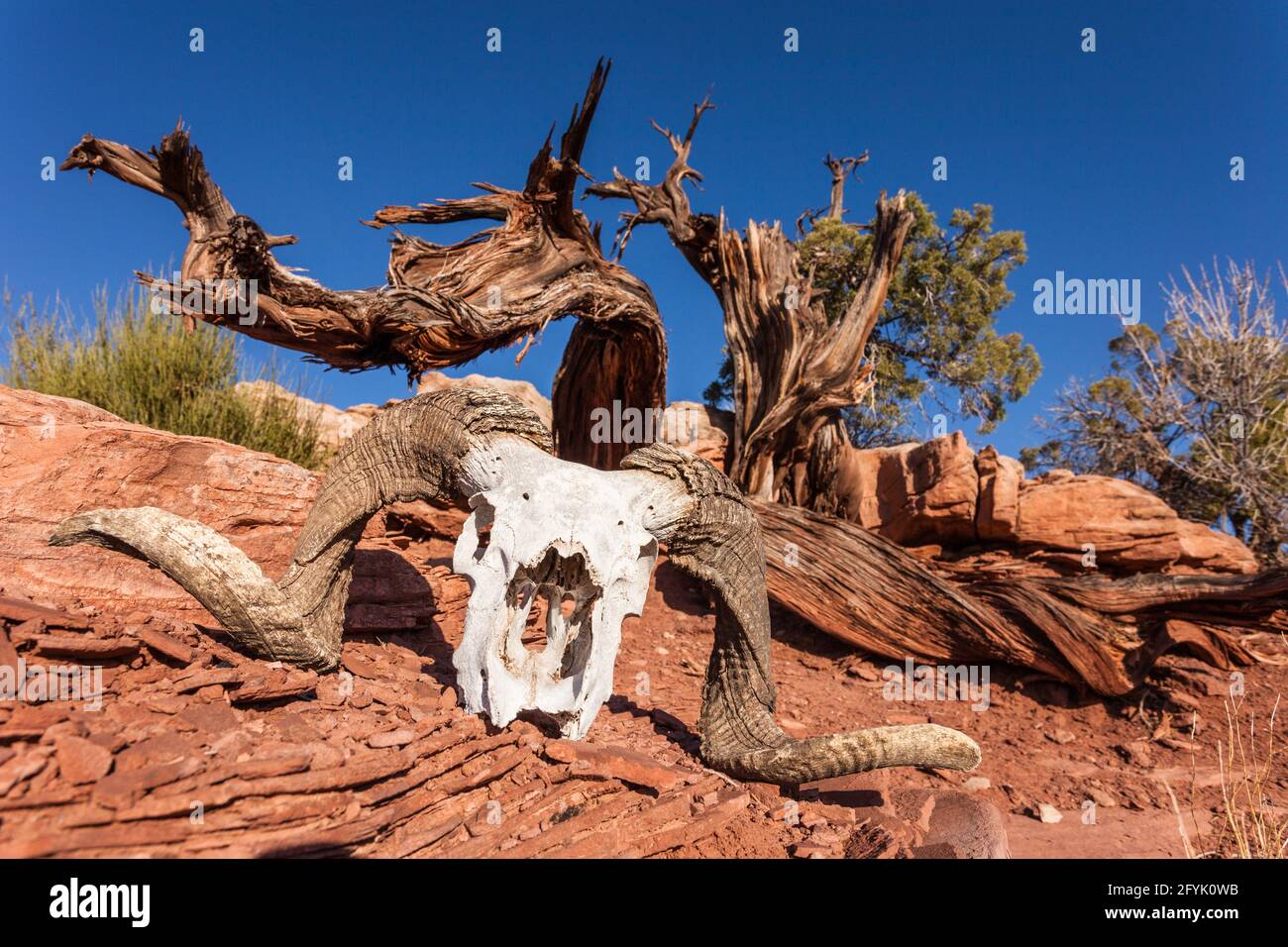 Rat skull hi-res stock photography and images - Alamy