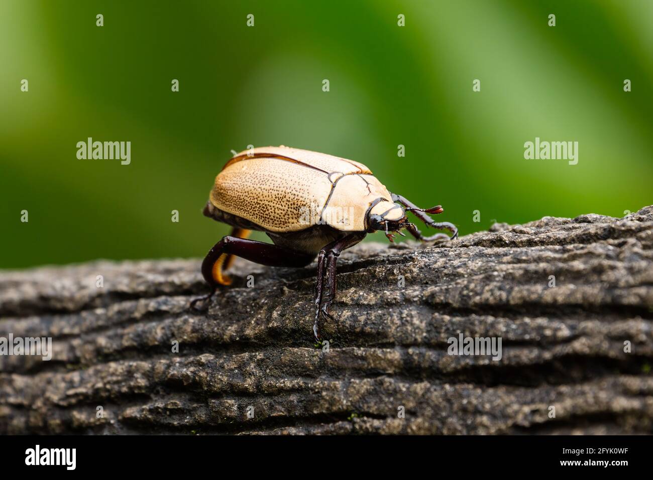 Scarab Beetle Costa Rica High Resolution Stock Photography and Images ...