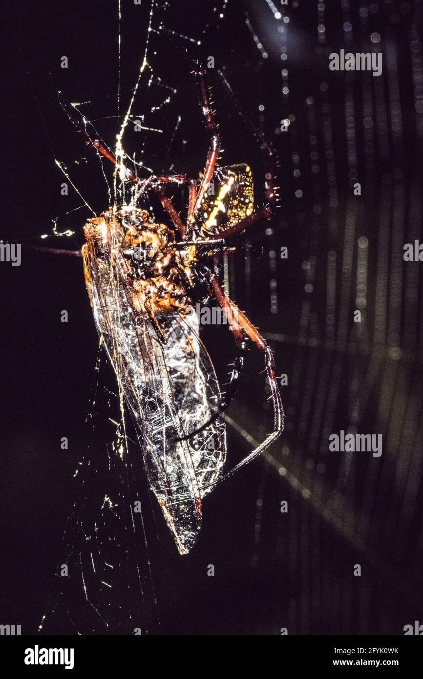An orb-weaver spider of the Genus Argiope wraps its prey with silk ...