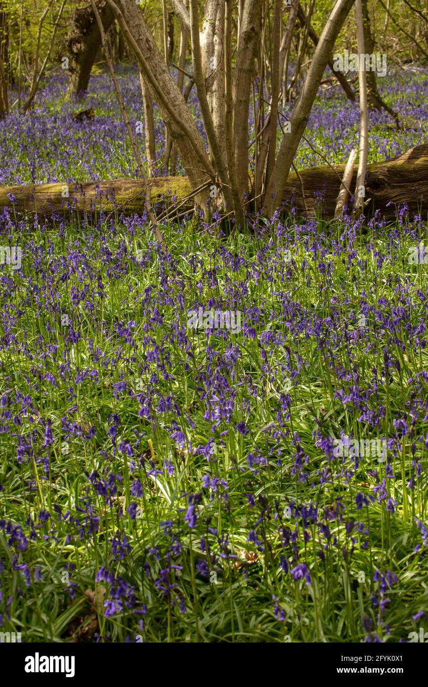 Spring English bluebells in the wider landscape under blue skies and ...