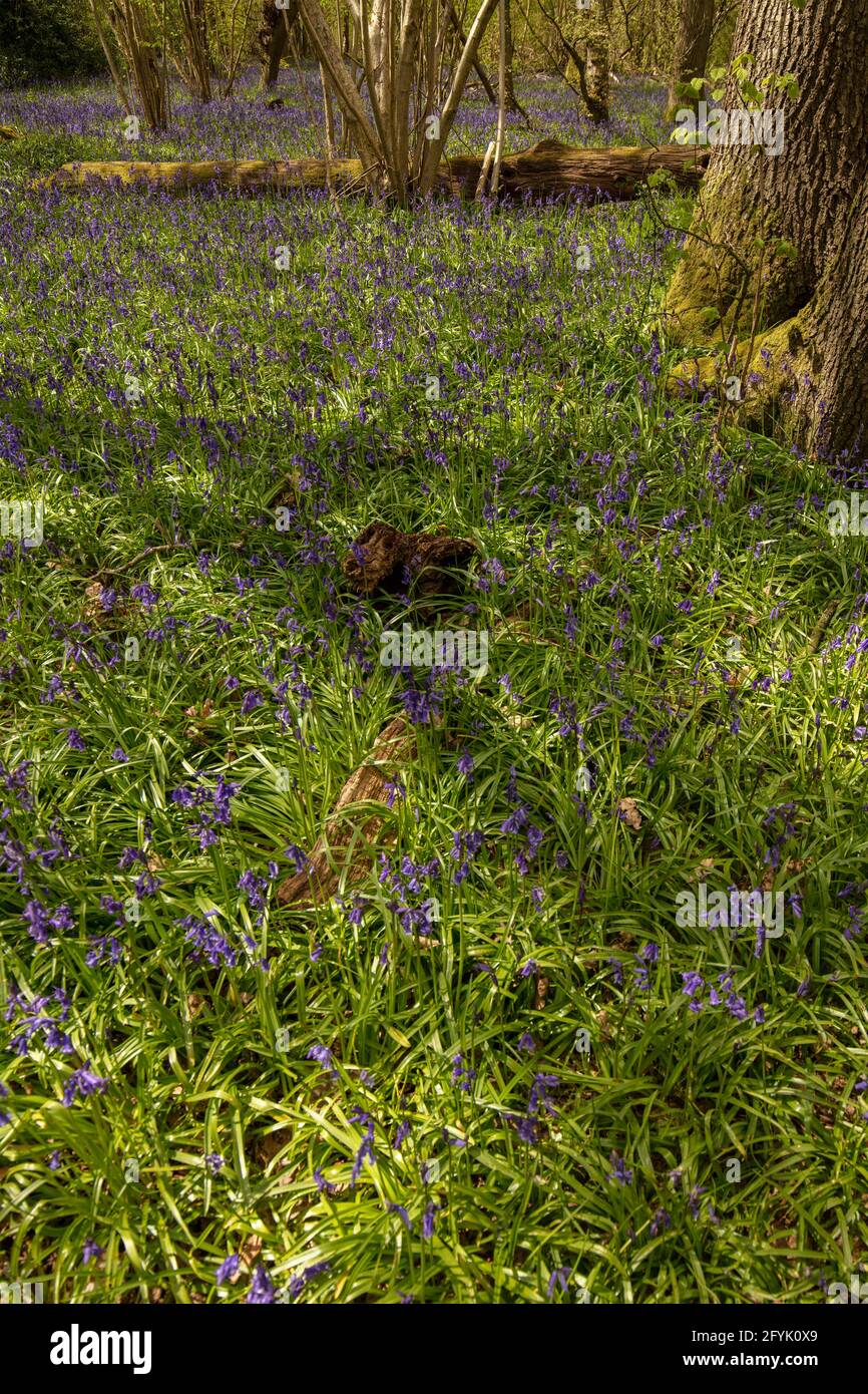 Spring English bluebells in the wider landscape under blue skies and ...