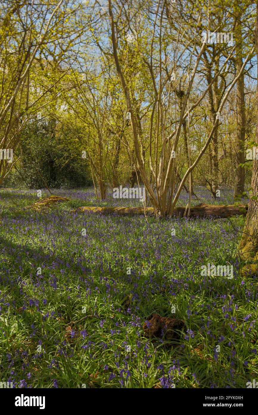 Spring English bluebells in the wider landscape under blue skies and ...
