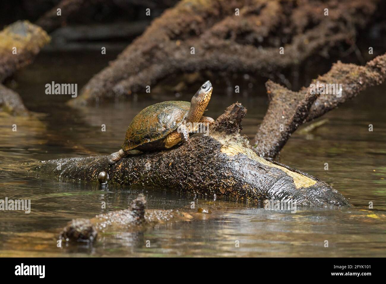 Black wood turtle or black river turtle hi-res stock photography and ...
