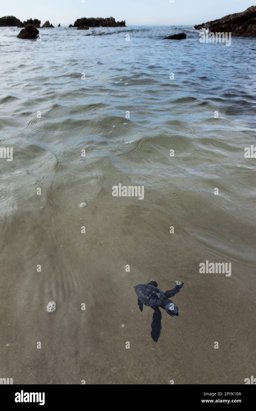 A newly-hatched Olive Ridley Sea Turtle finally reaches the ocean on a ...