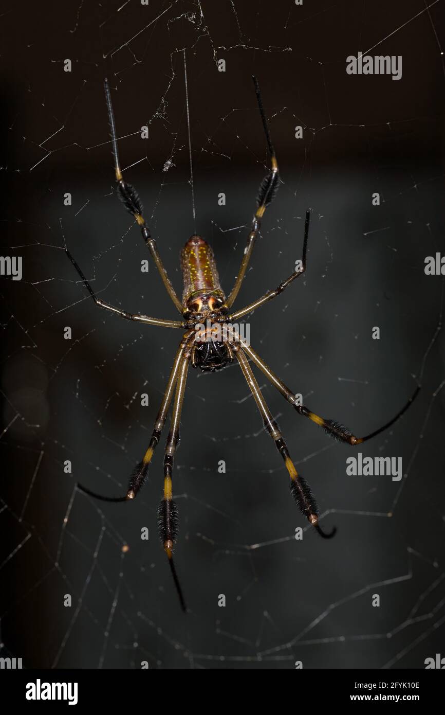 The ventral view of a female Golden Orb Spider, Trichonephila clavipes ...