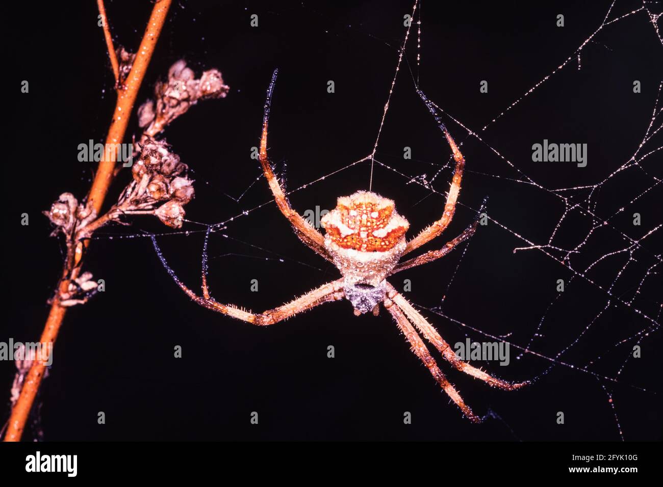 A Silver Argiope Spider, Argiope argentata, on her web in Panama Stock ...