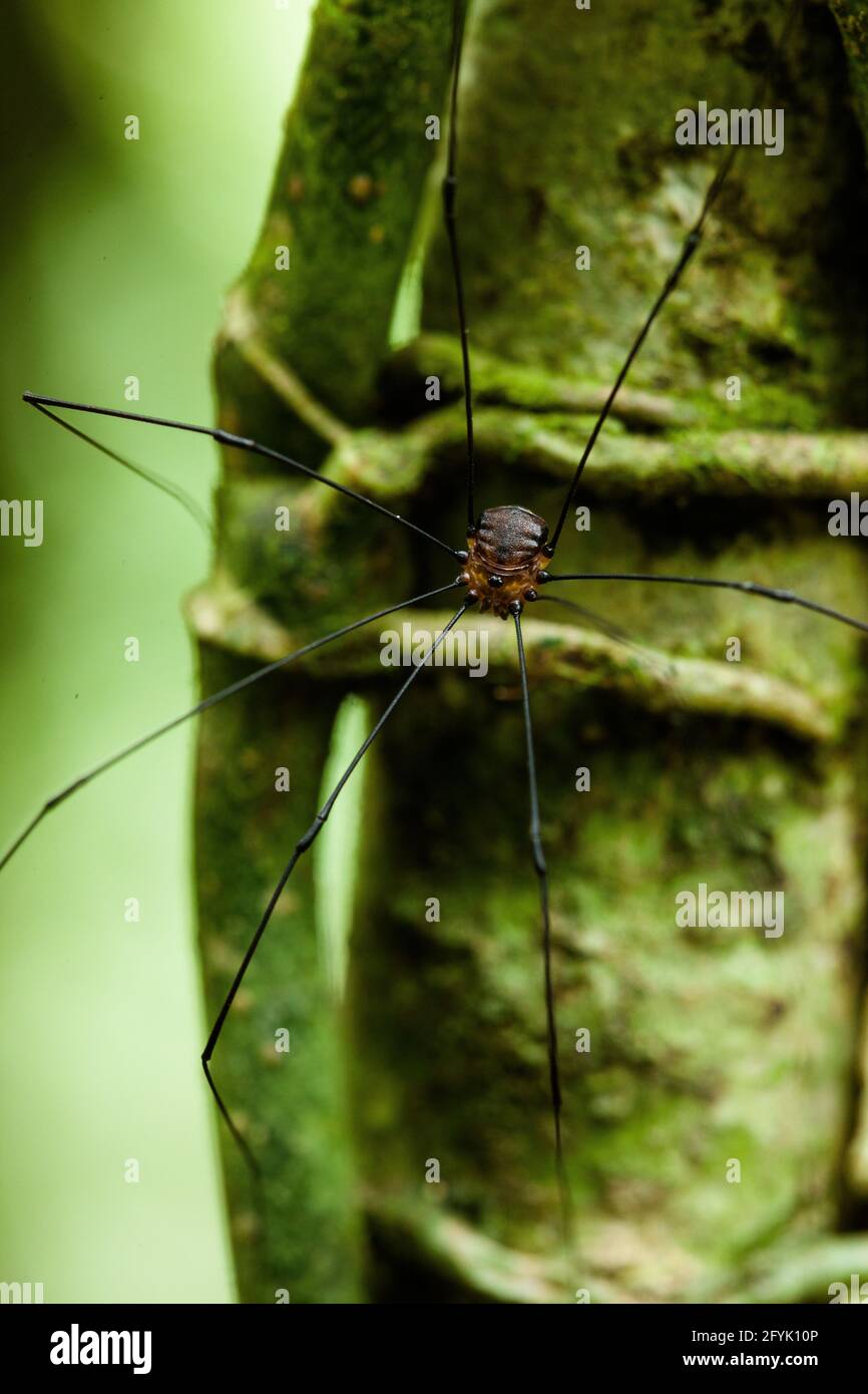 True spiders hi-res stock photography and images - Alamy