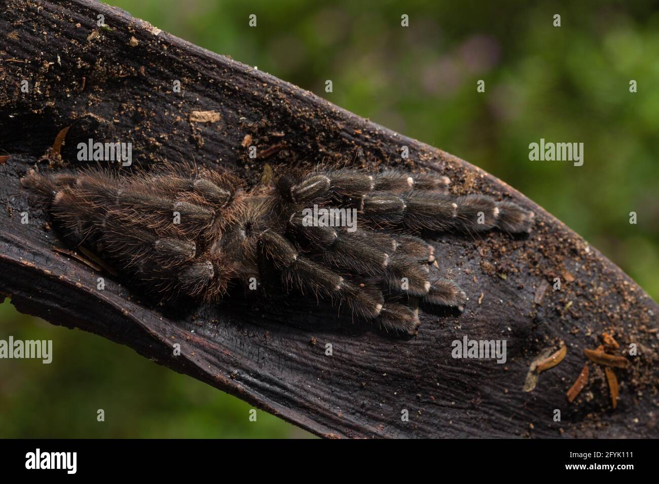 Costa Rican Rainforest Spider High Resolution Stock Photography and ...