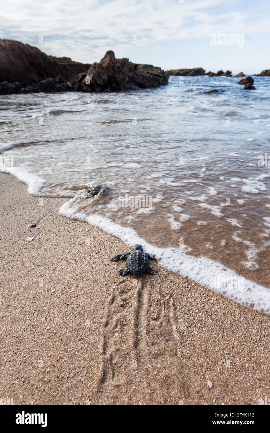 Predators of sea turtles hi-res stock photography and images - Alamy