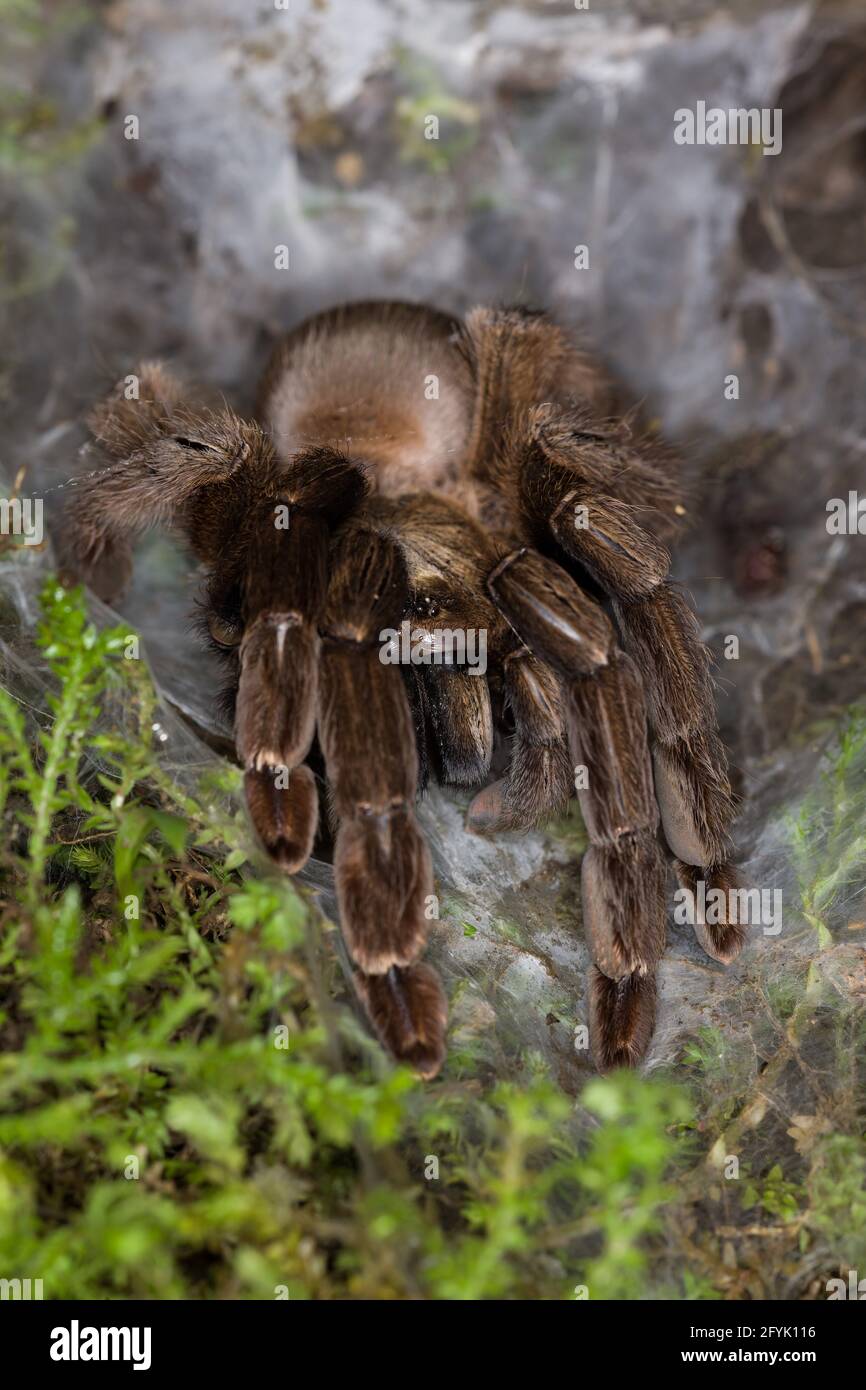 Costa rican orangemouth tarantula psalmopoeus reduncus hi-res stock ...