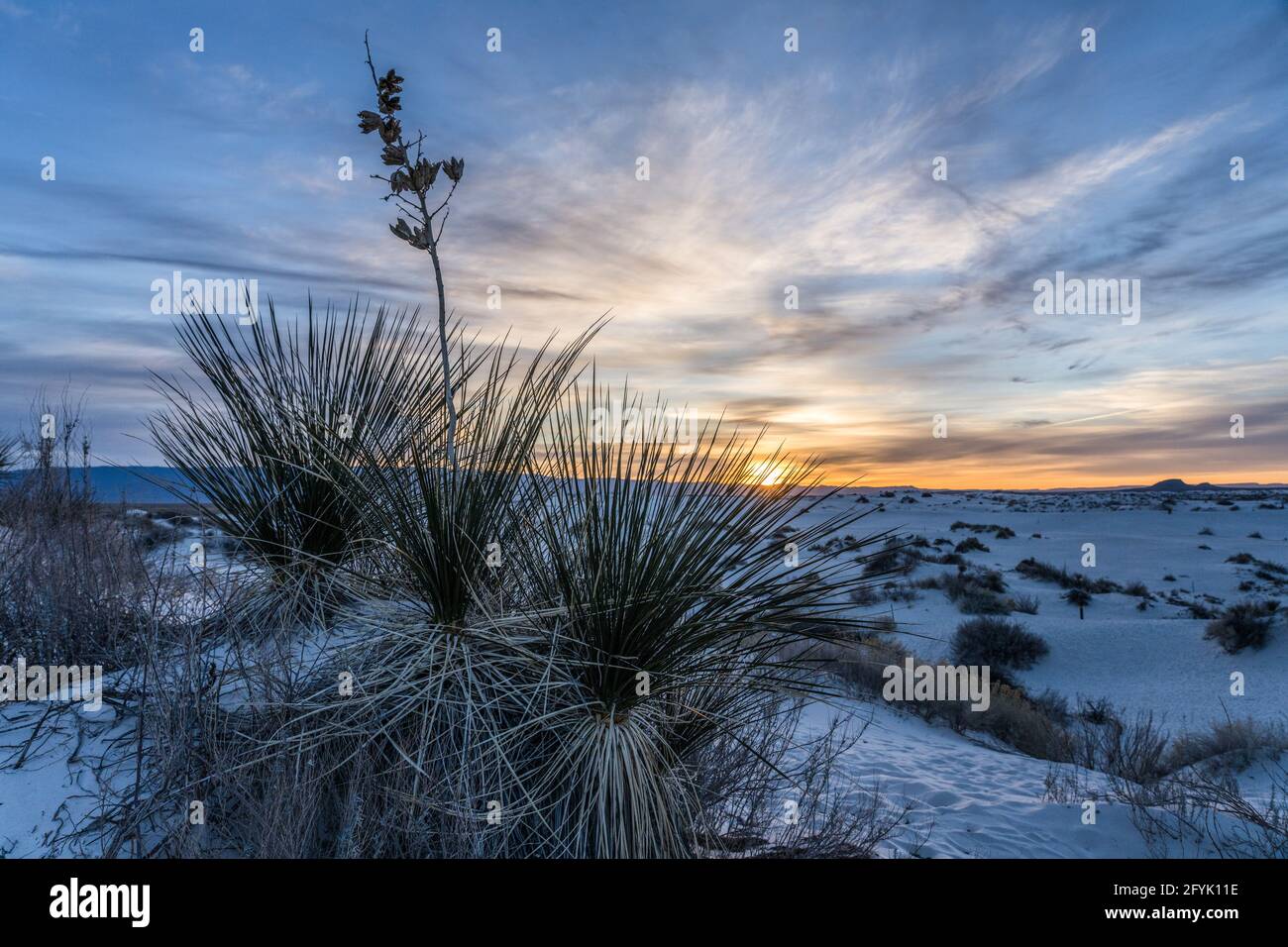 Soaptree yucca with a dried flower stalk and seed pods at sunrise in ...