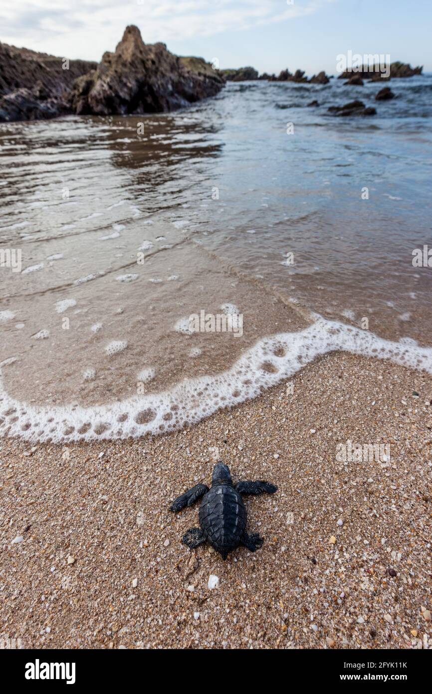 A newly-hatched Olive Ridley Sea Turtle struggles to reach the ocean on ...