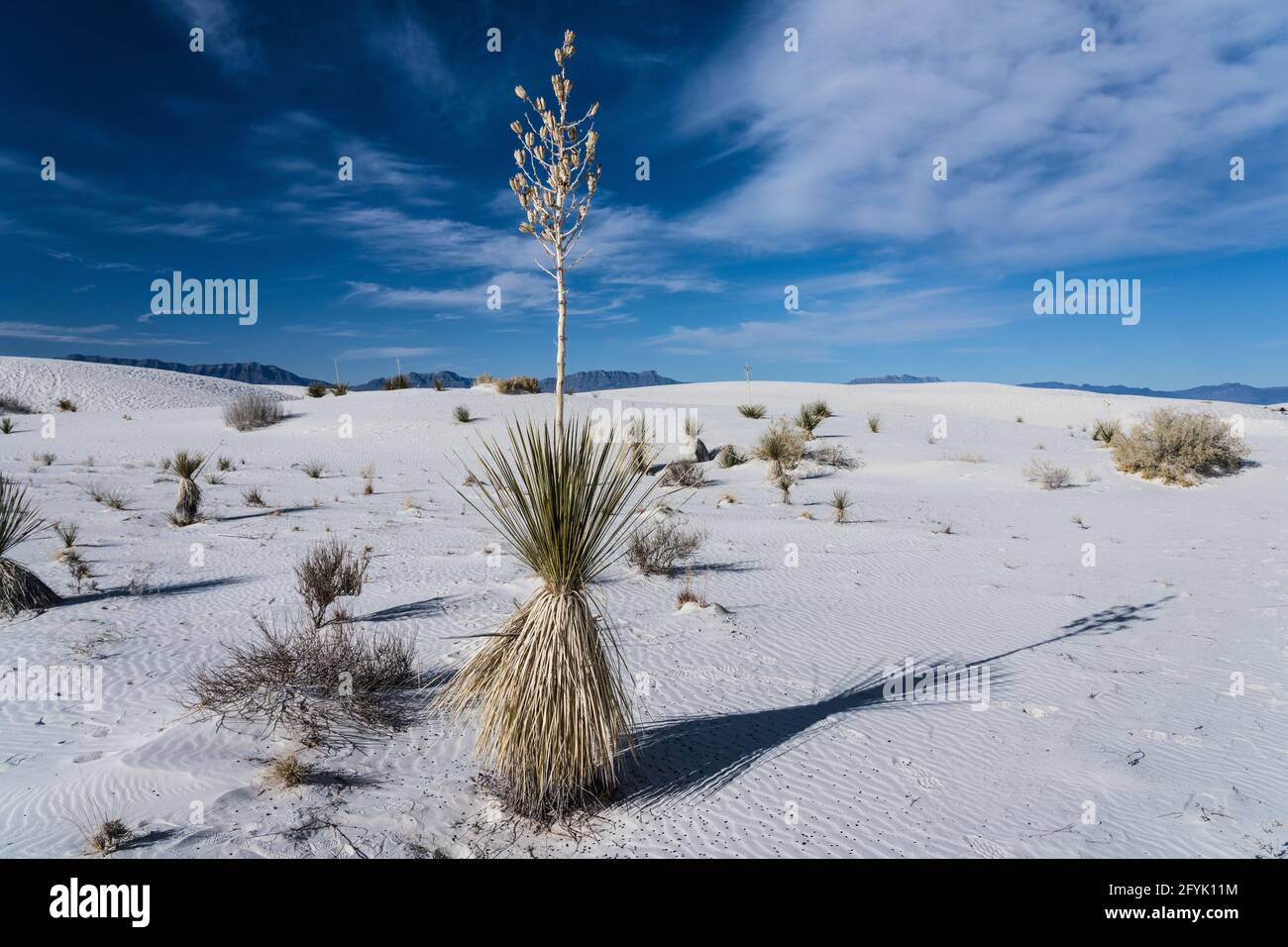 Soaptree yucca, Yucca elata, with dried flower stalks and seed pods in ...