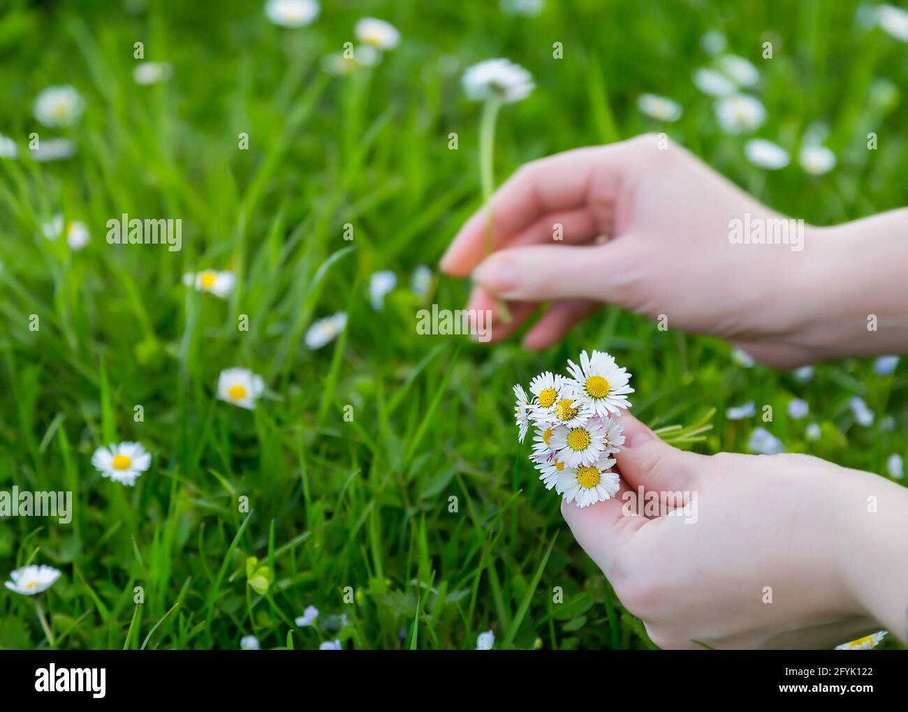Female hands pluck amazing daisies growing in a meadow with wildflowers ...