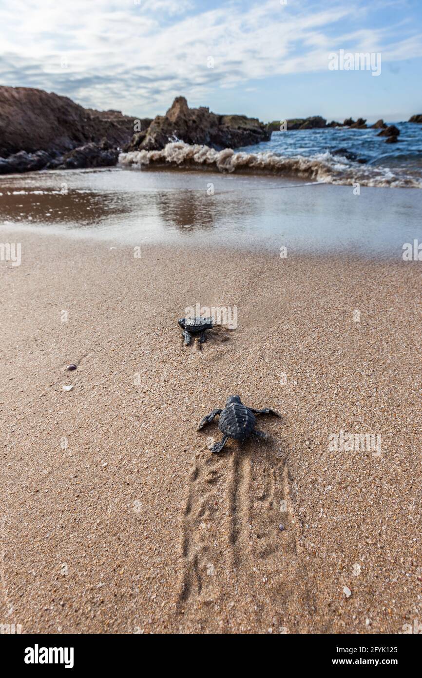 Two newly-hatched Olive Ridley Sea Turtle struggle to reach the ocean ...