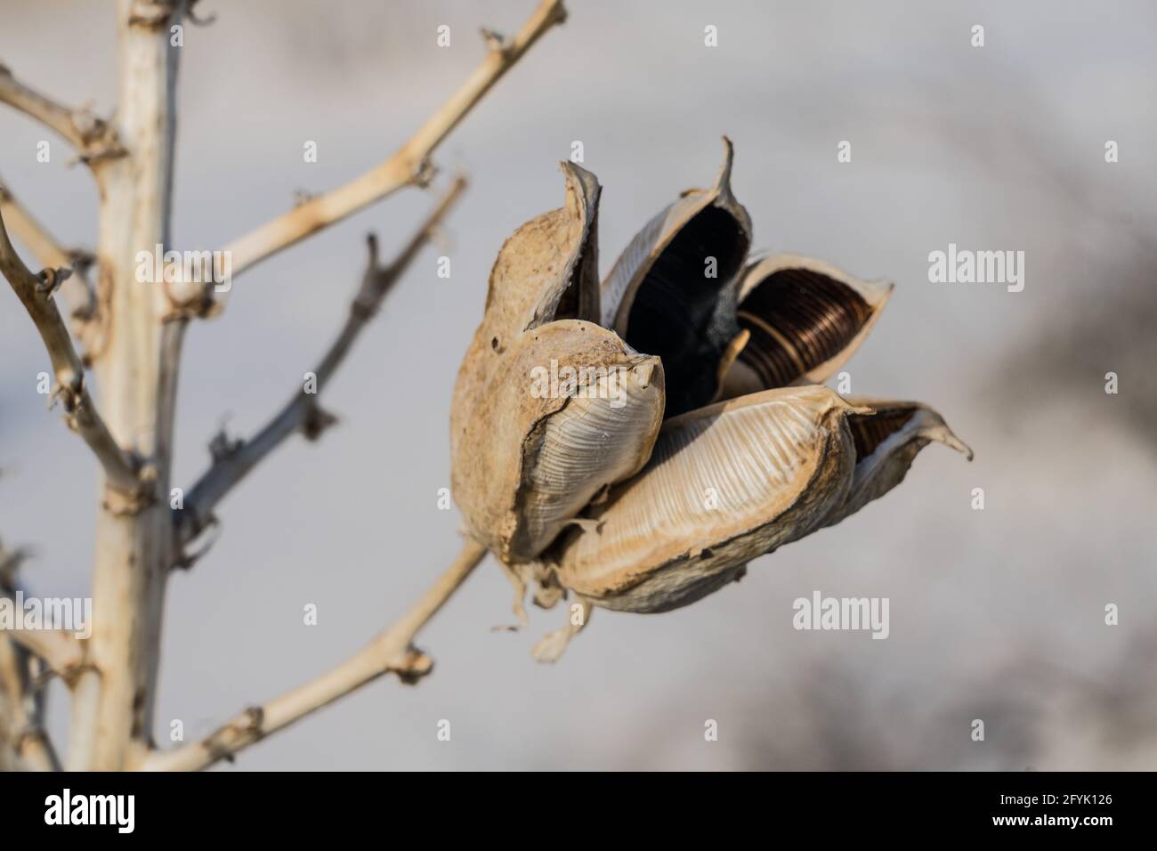 Detailed view of the dried seed pod of the Soaptree Yucca, Yucca elata ...