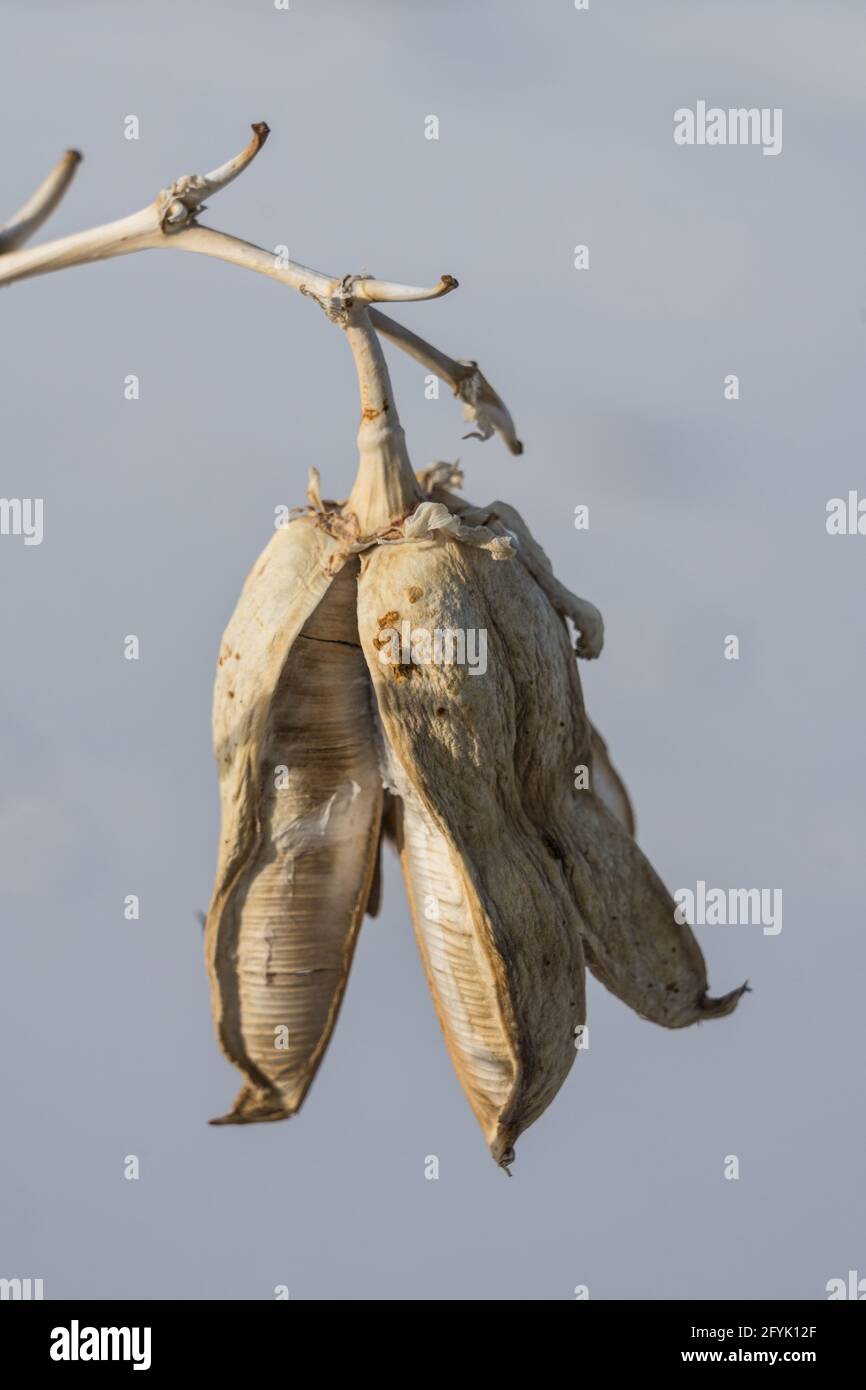 Detailed view of the dried seed pod of the Soaptree Yucca, Yucca elata ...