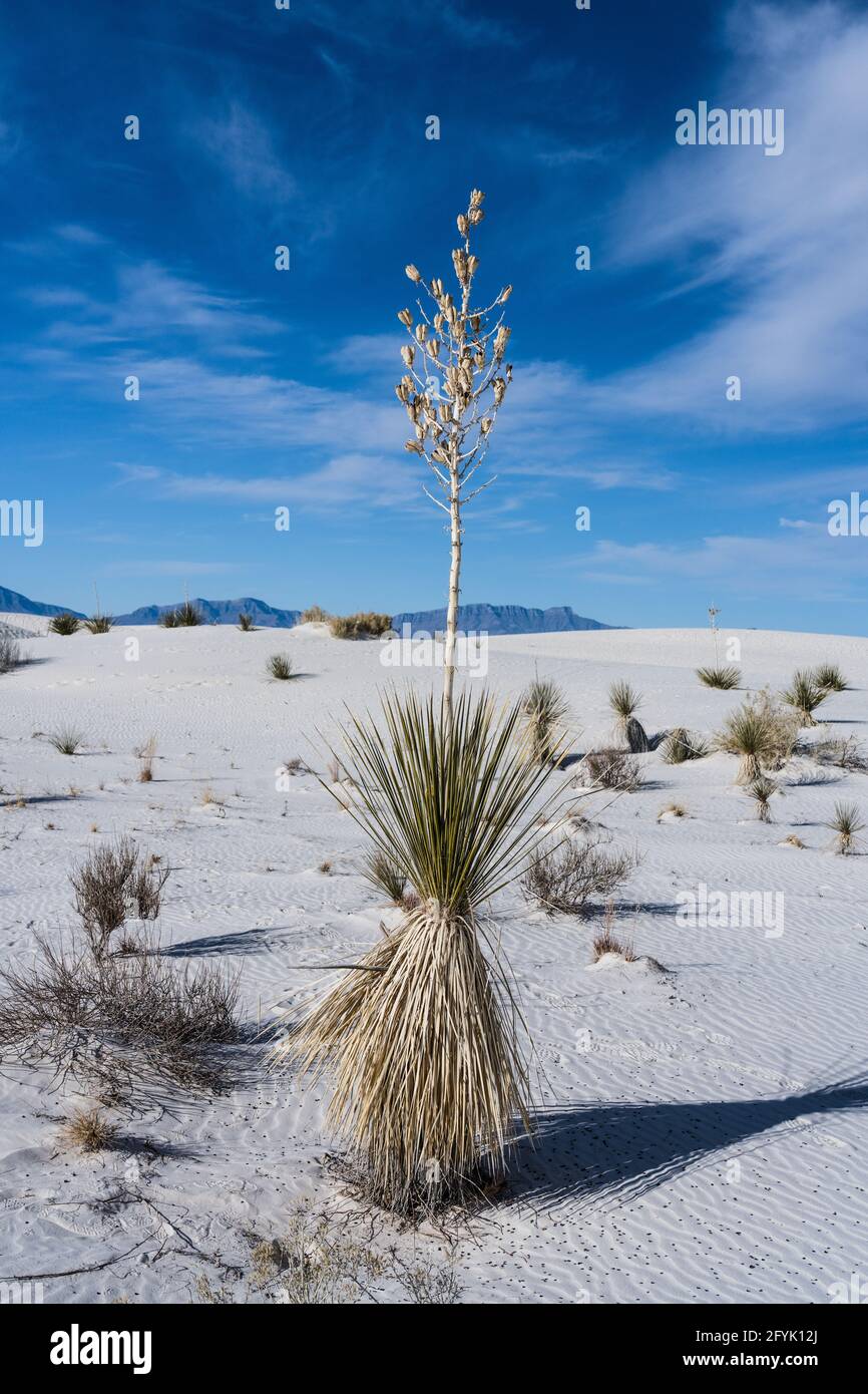 Soaptree yucca, Yucca elata, with dried flower stalks and seed pods in ...