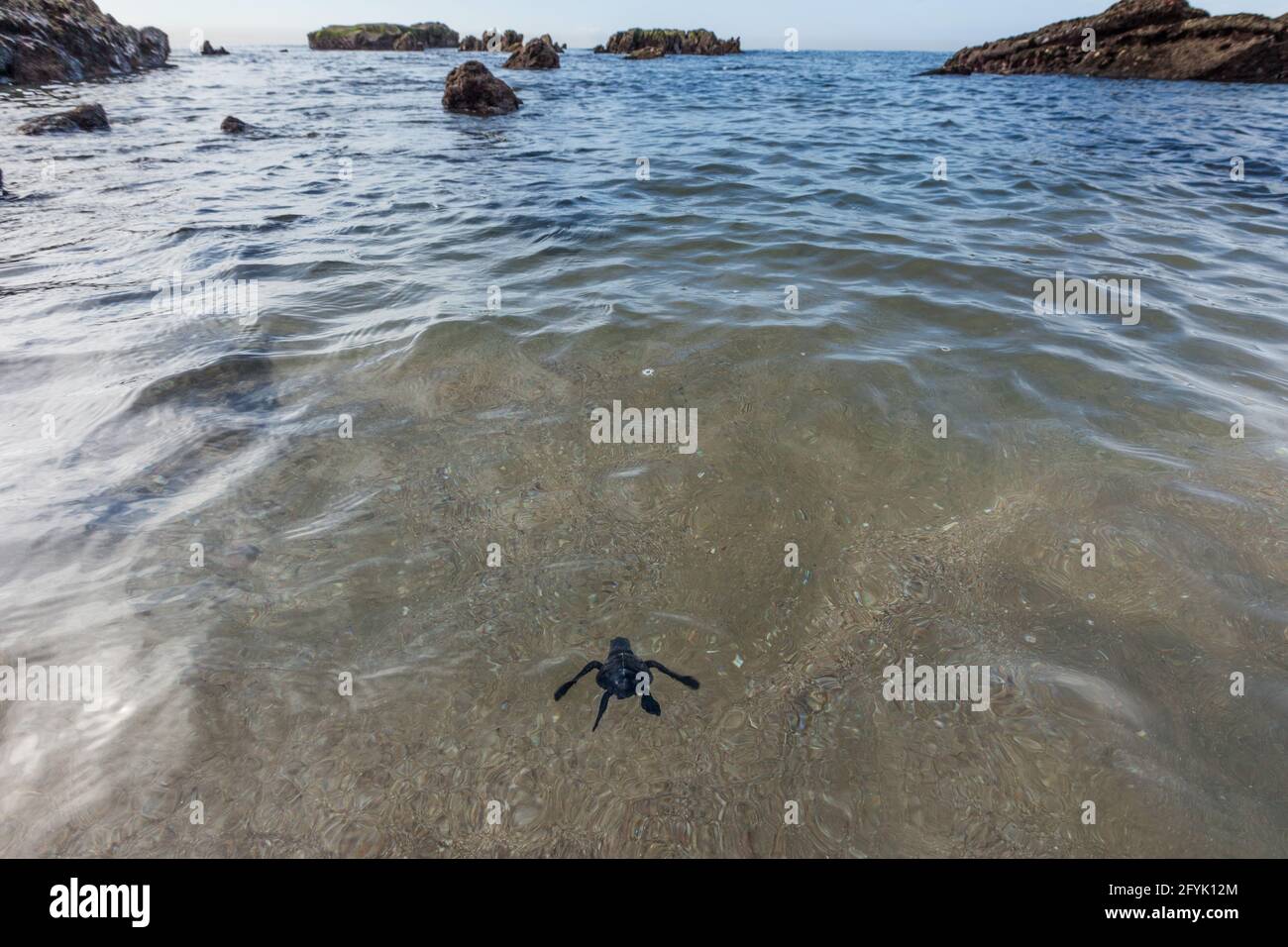 A newly-hatched Olive Ridley Sea Turtle finally reaches the ocean on a ...