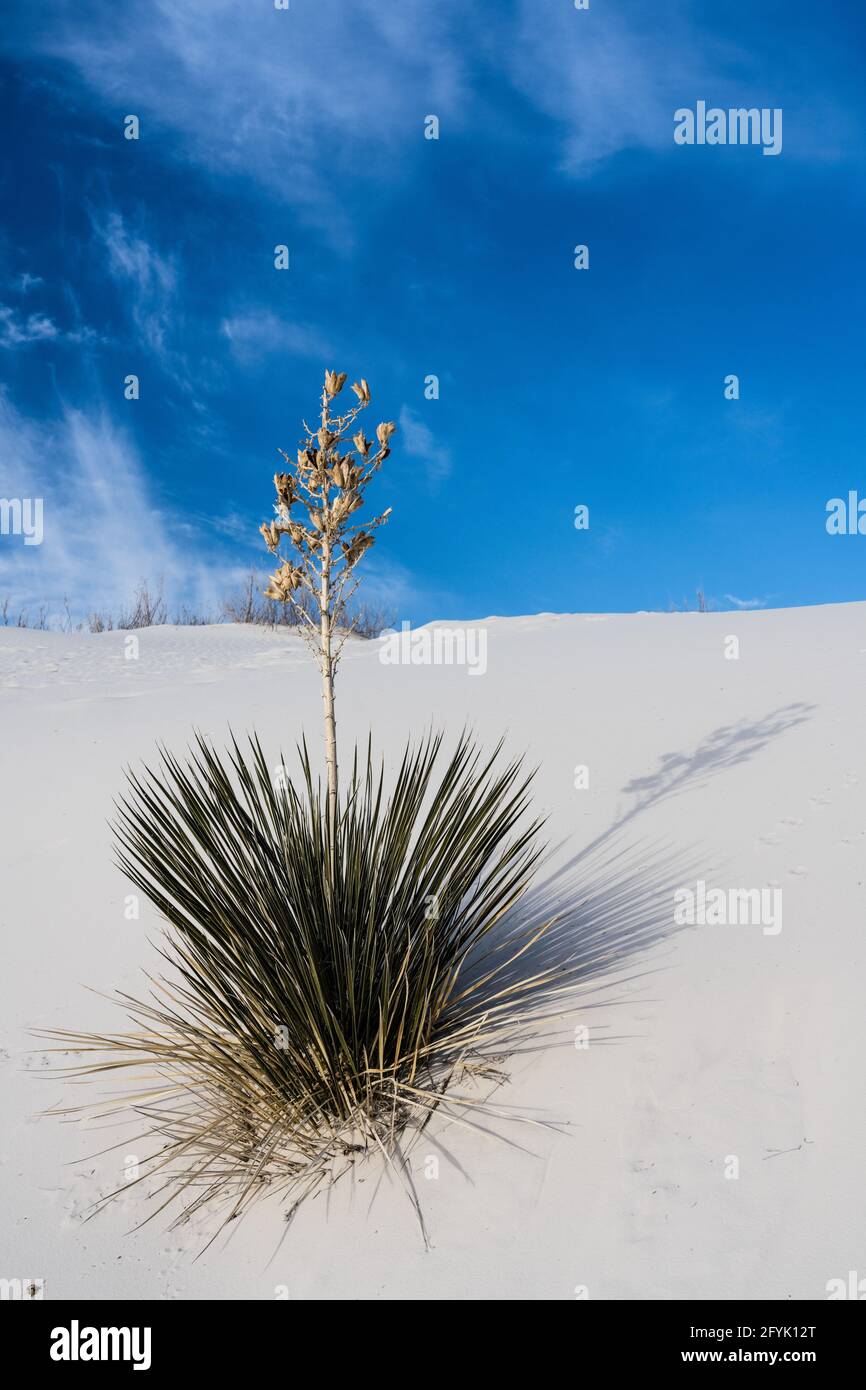 Soaptree yucca flower pod hi-res stock photography and images - Alamy