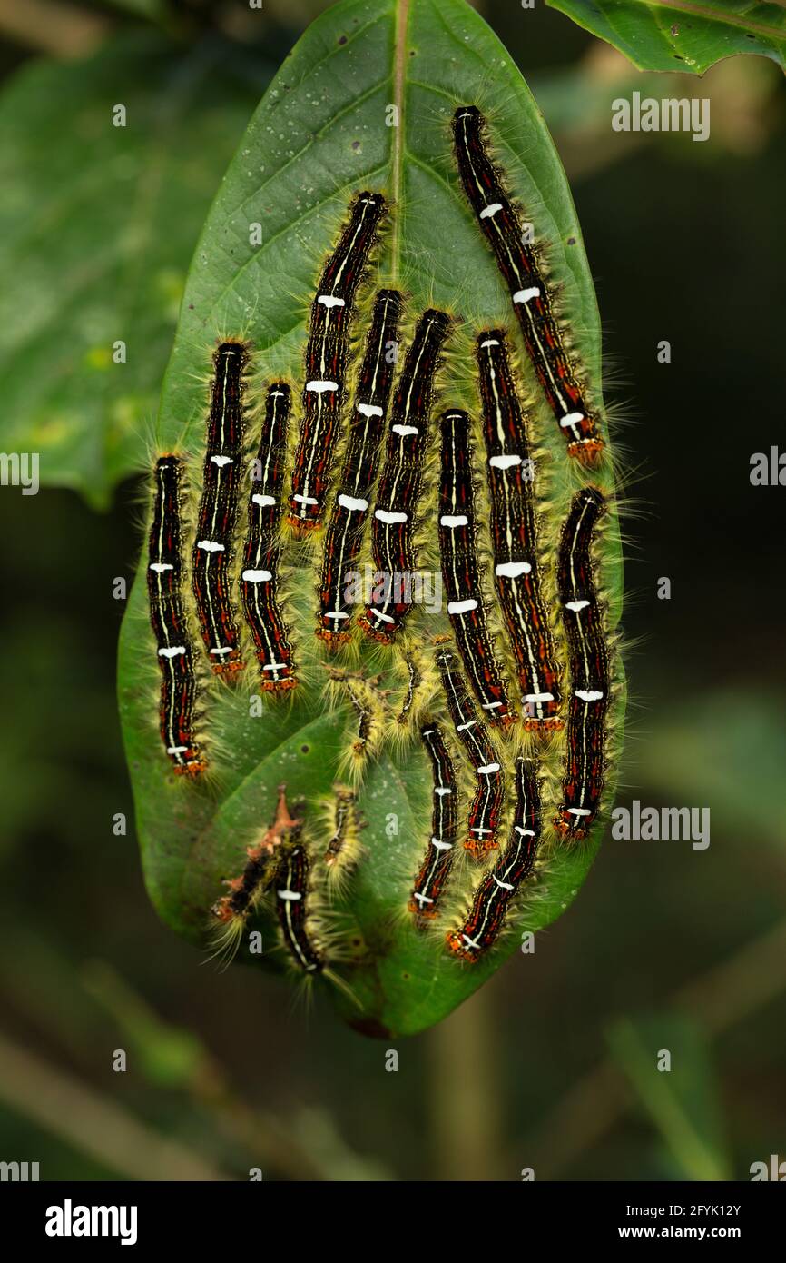 Caterpillars or larvae of a Snout Moth or Lappet Moth species, Genus ...