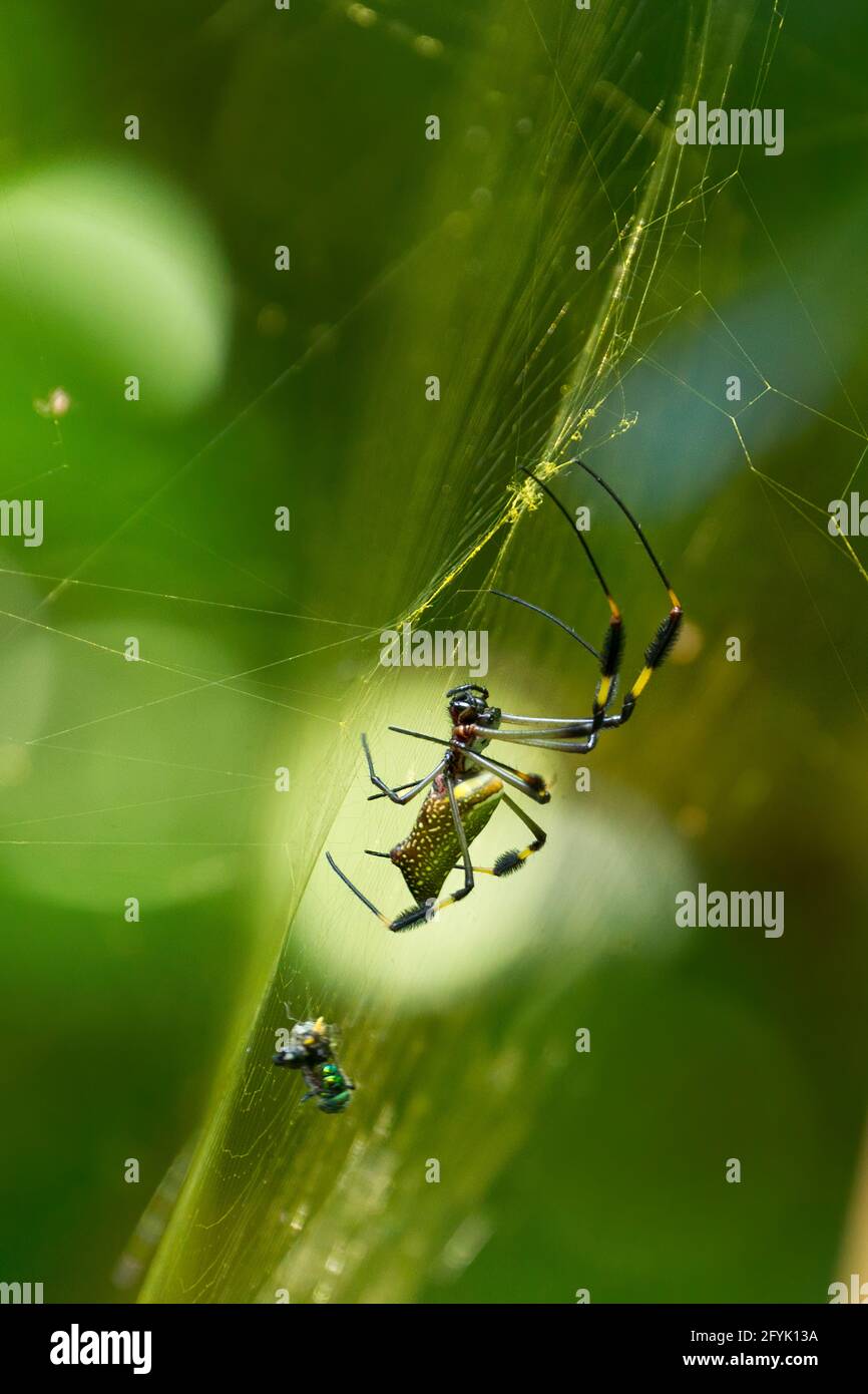 A female Golden Orb Spider, Trichonephila clavipes, on her web with her ...