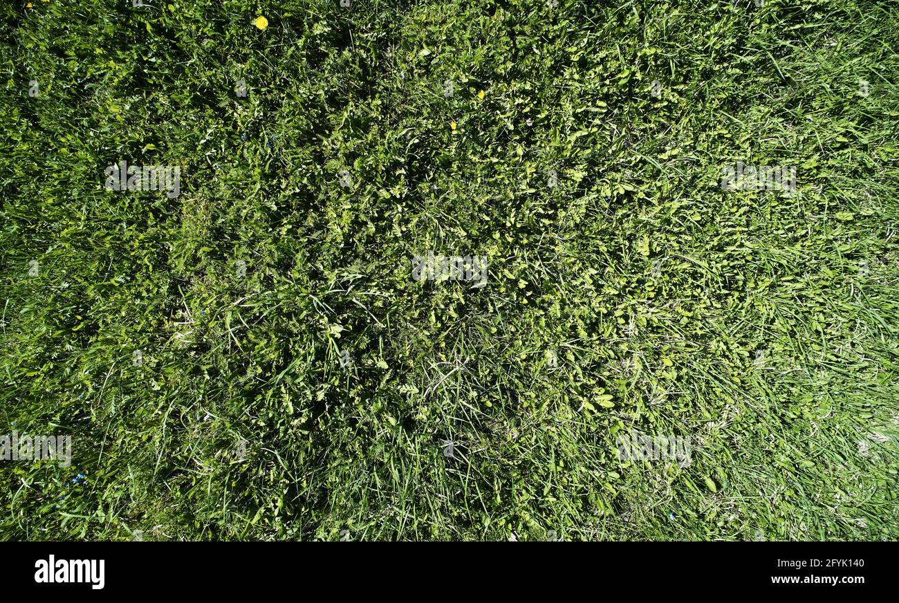 Pattern of fluffy green grass above top view close up view Stock Photo ...