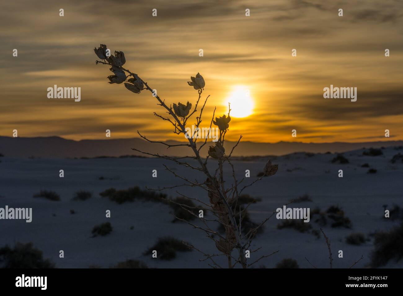Soaptree yucca with a dried flower stalk and seed pods at sunrise in ...