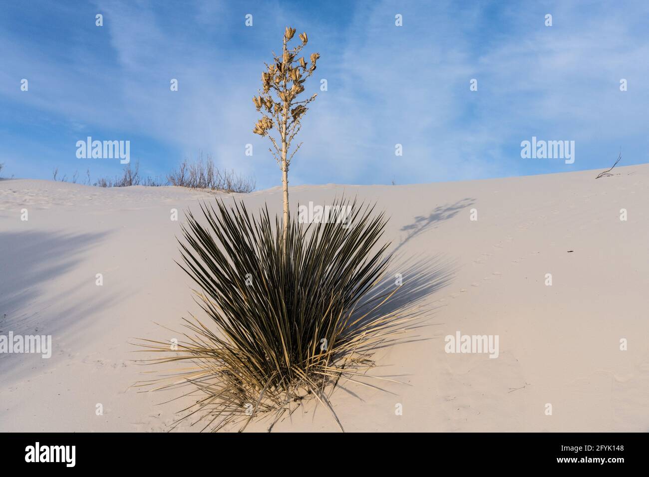 Soaptree yucca, Yucca elata, with a dried flower stalk and seed pods in ...