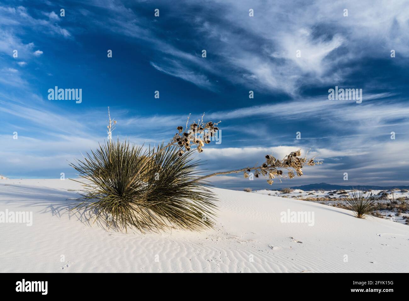 Soaptree Yucca Flower Pod High Resolution Stock Photography and Images ...