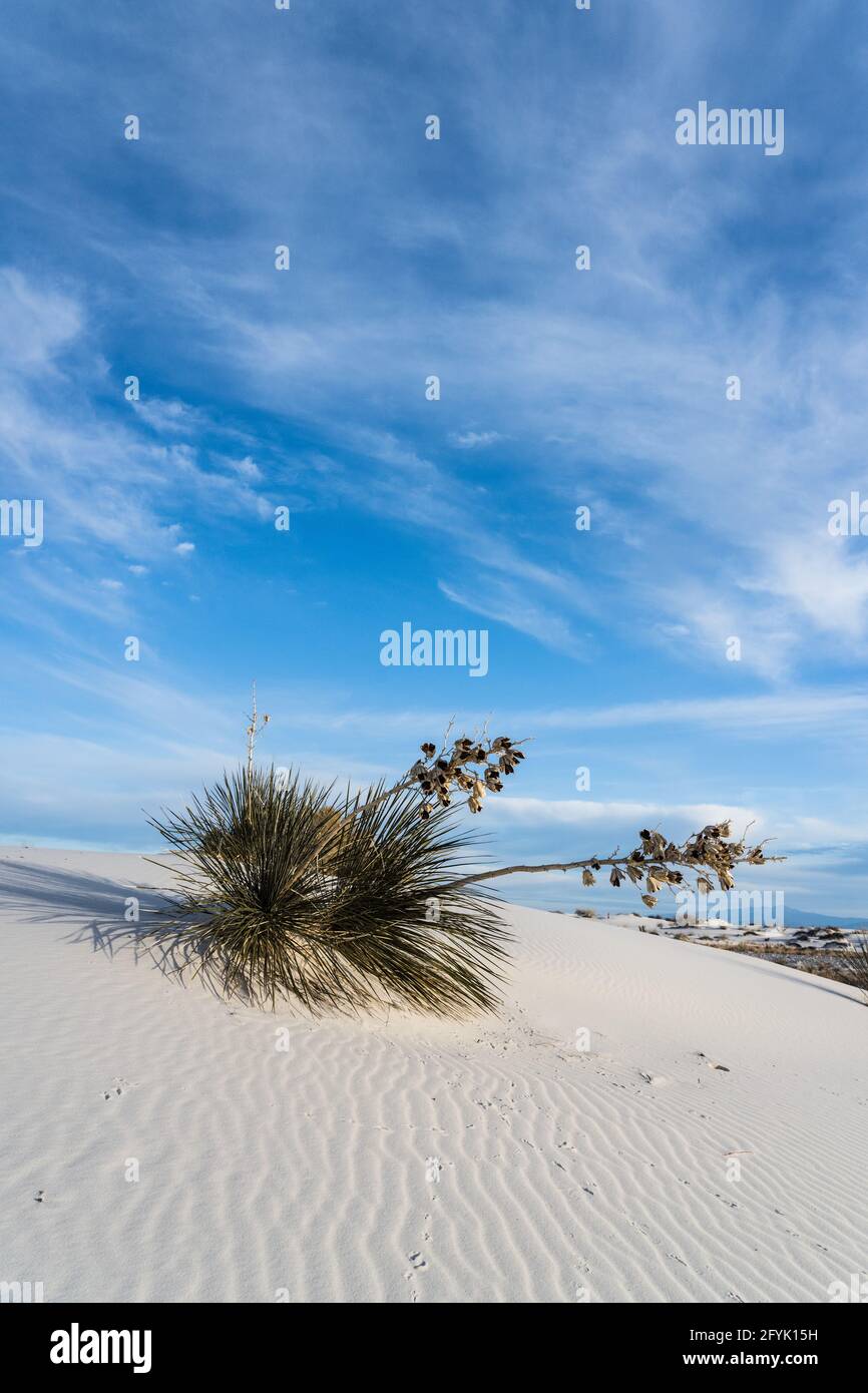 Desert flower seed pods hi-res stock photography and images - Alamy